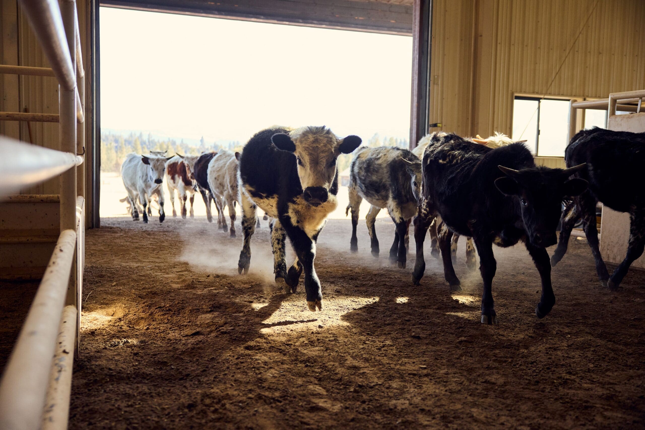 Introduction To Ranch Sorting Paws Up Montana